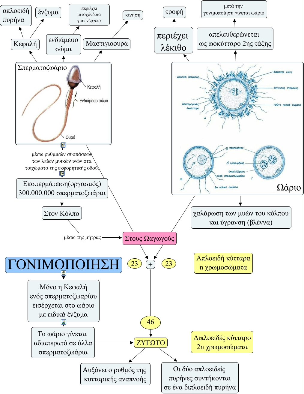 Γονιμοποίηση