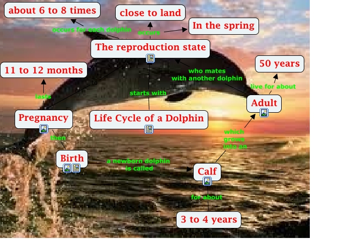 The Life Cycle of a Dolphin
