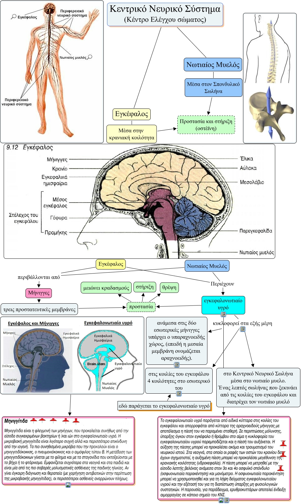 CNS