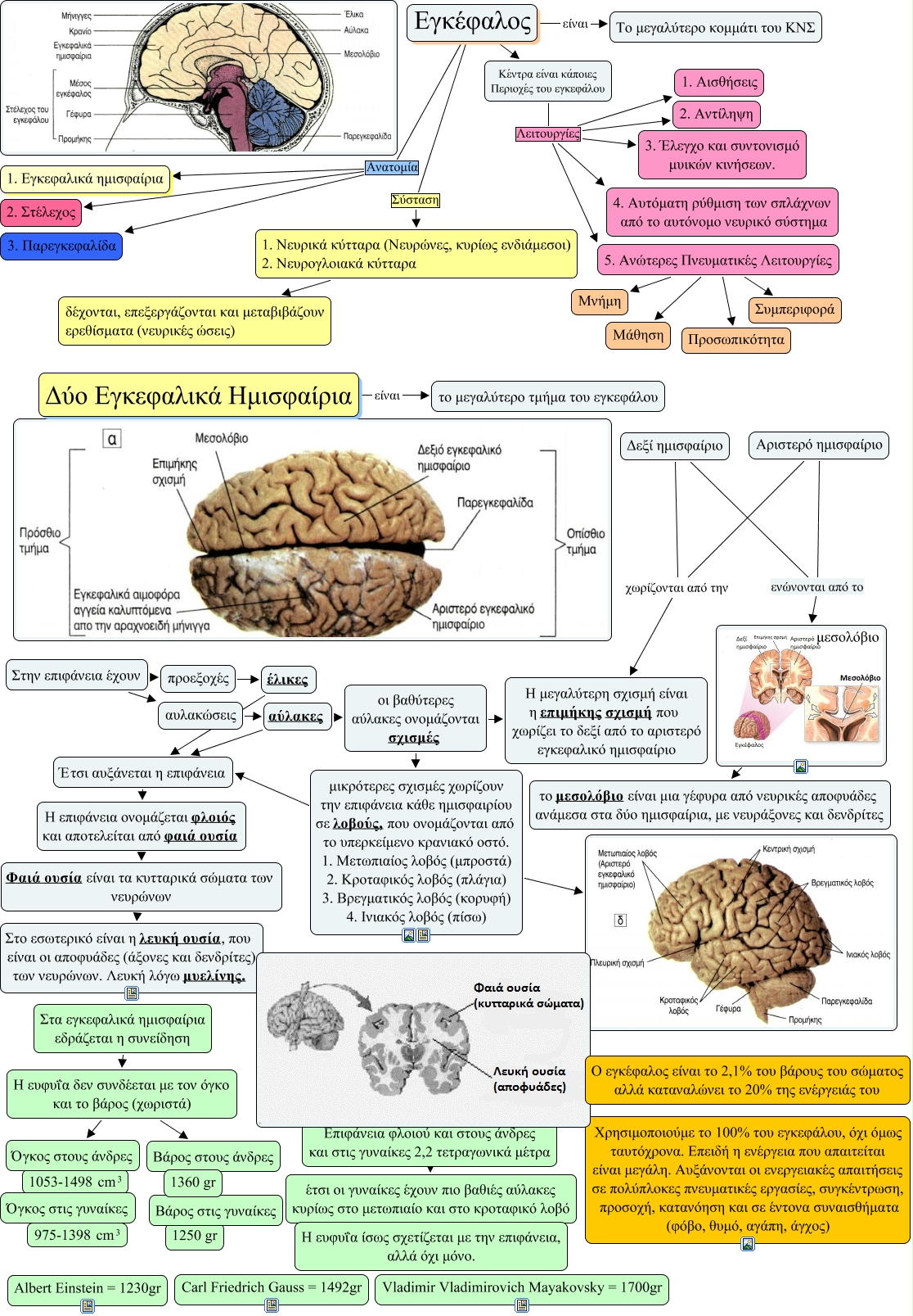 Brain anatomy