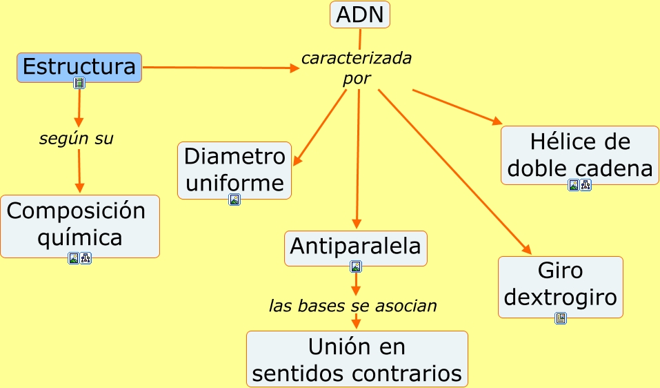 ESTRUCTURA DEL ADN