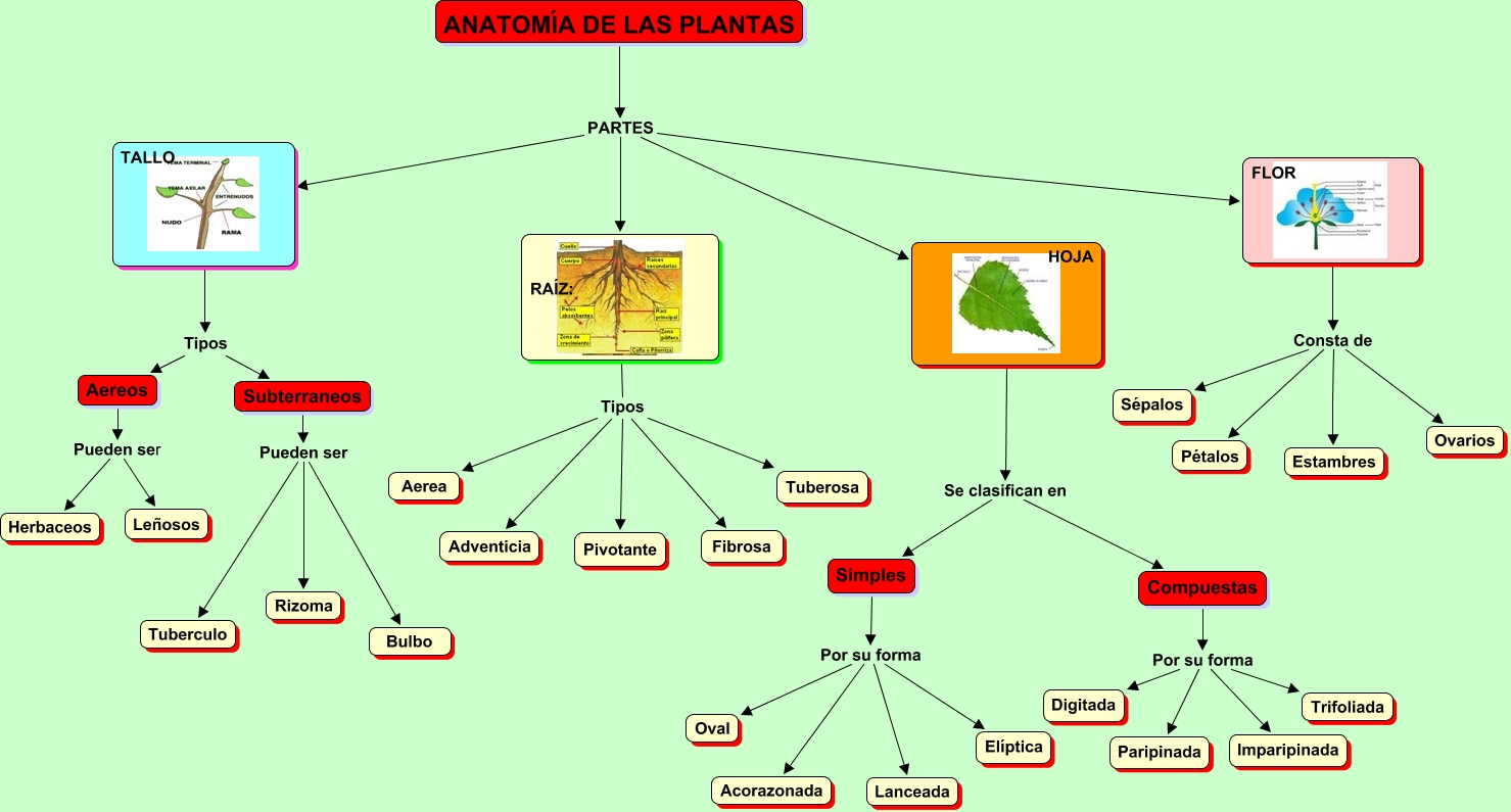 Anatomía de las plantas