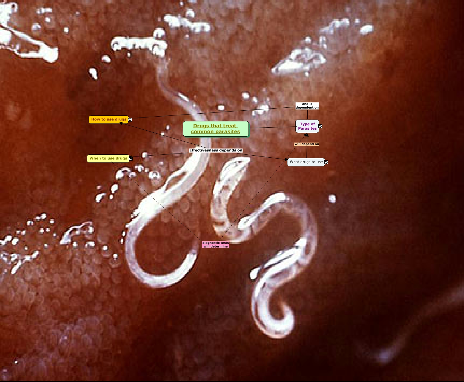 Clinical Pharm - parasitology