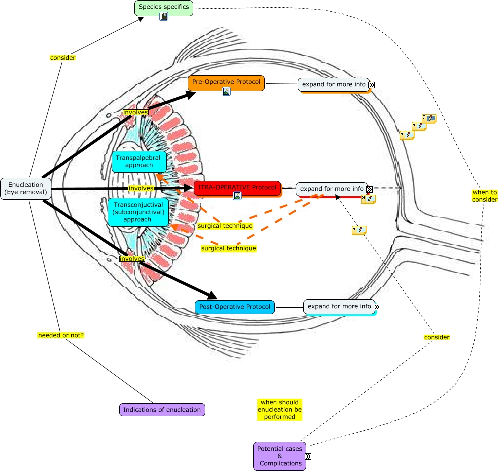 Enucleation in Large Animals