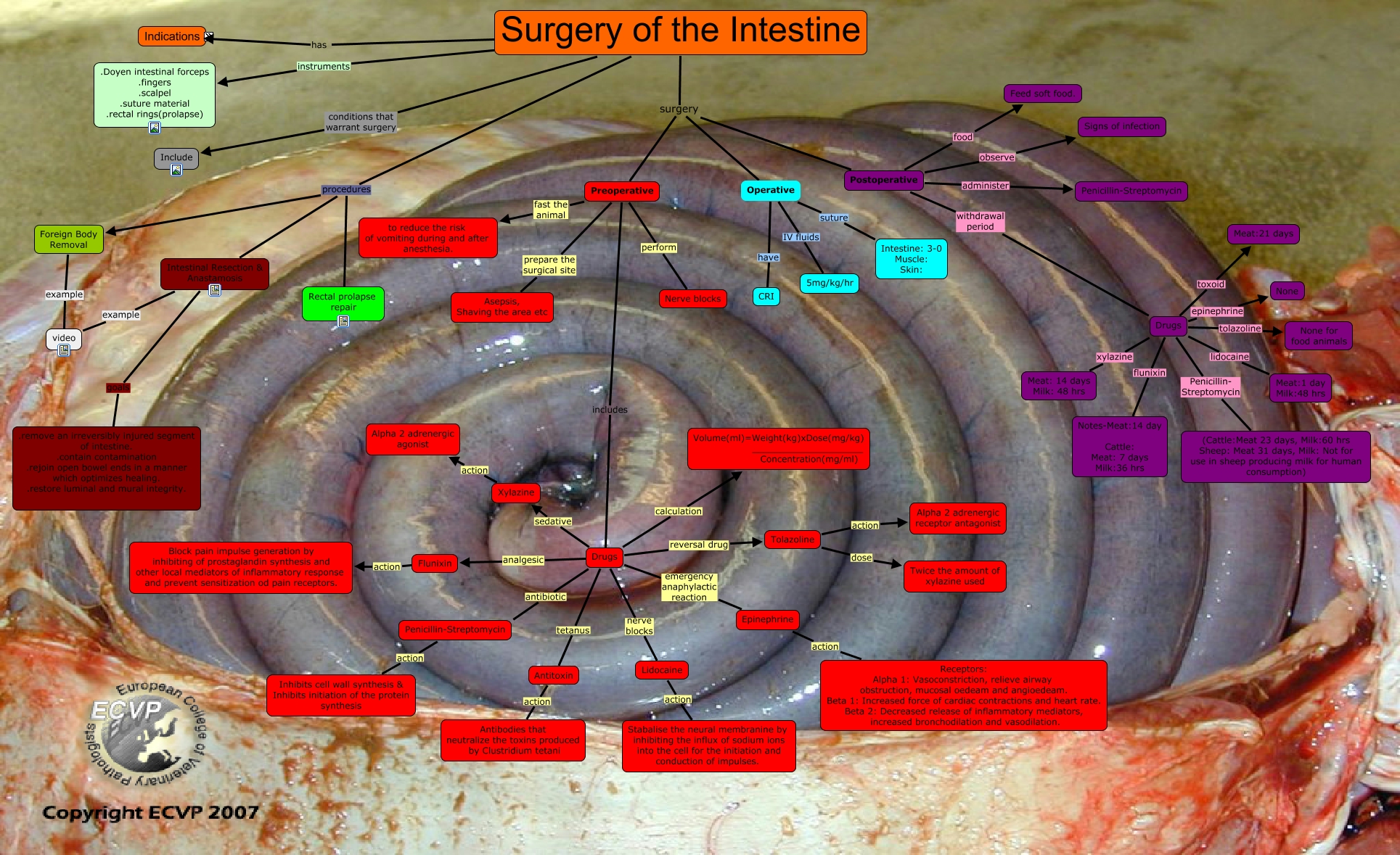 Surgery of the Intestine
