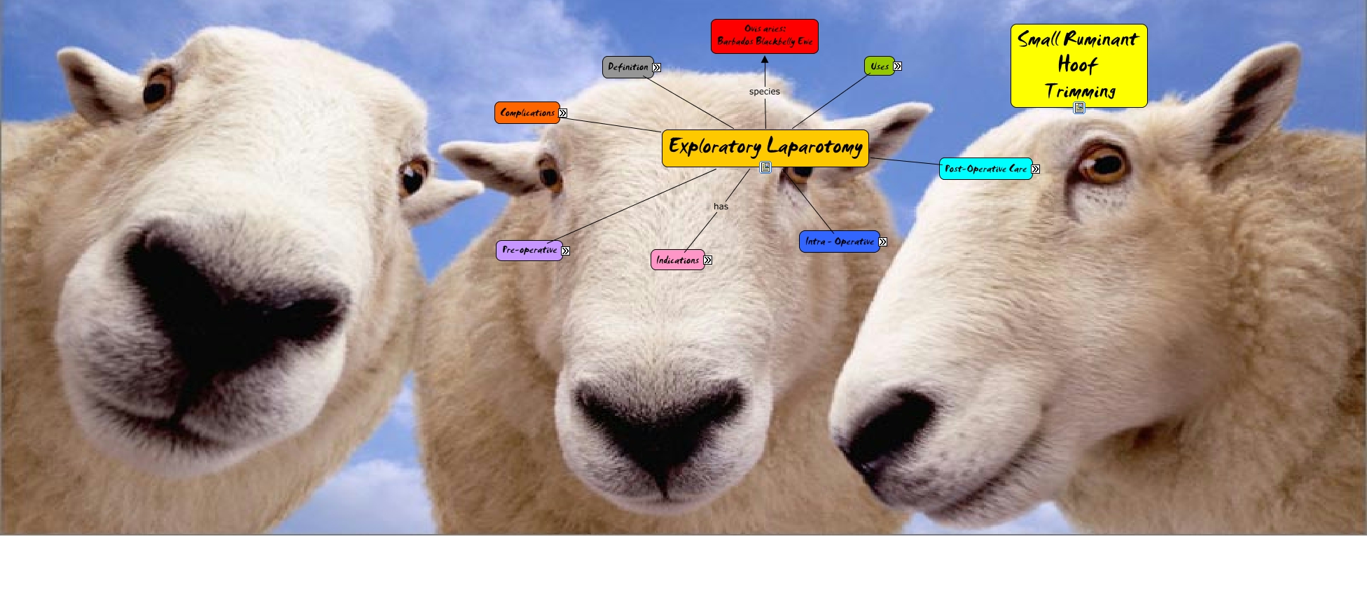 Exploratory Laparotomy