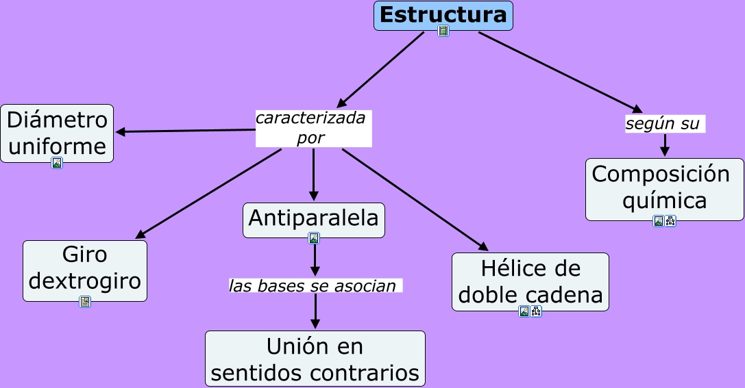 ESTRUCTURA DEL ADN