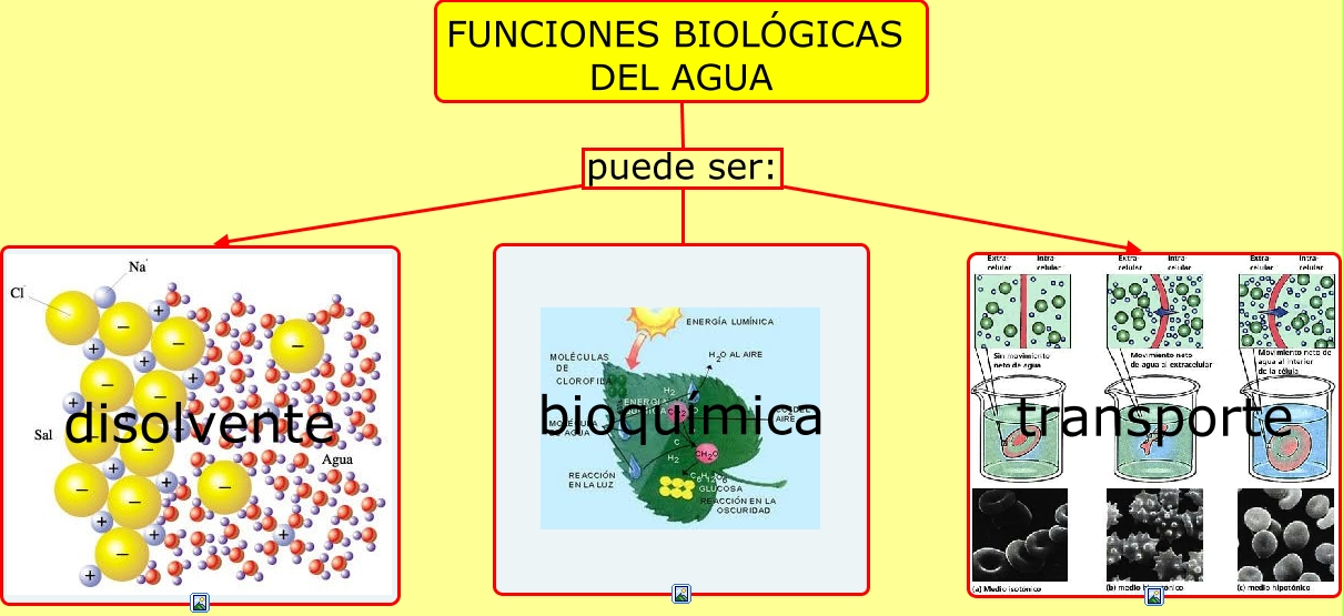 FUNCIONES BIOLÓGICAS