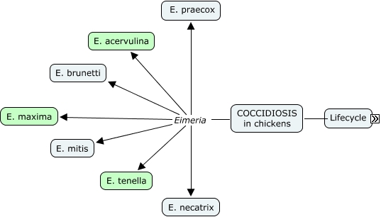 COCCIDIOSIS