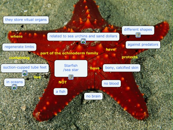 Starfish