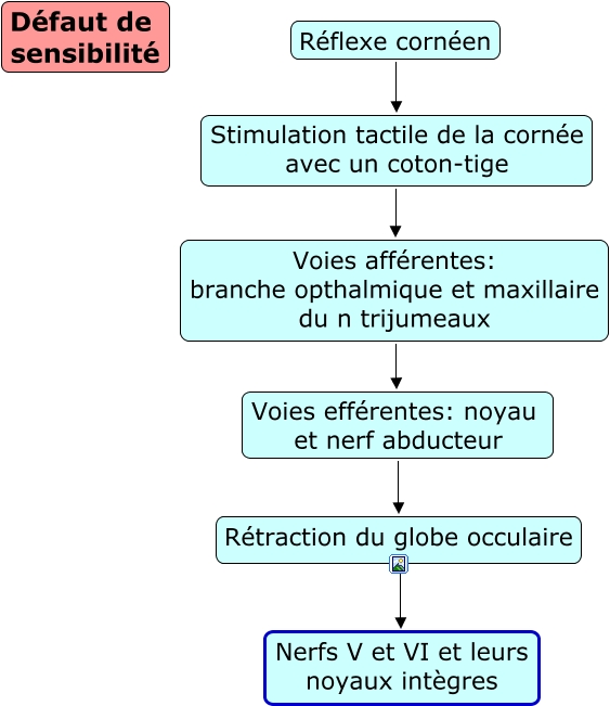 réflèxe cornéen'