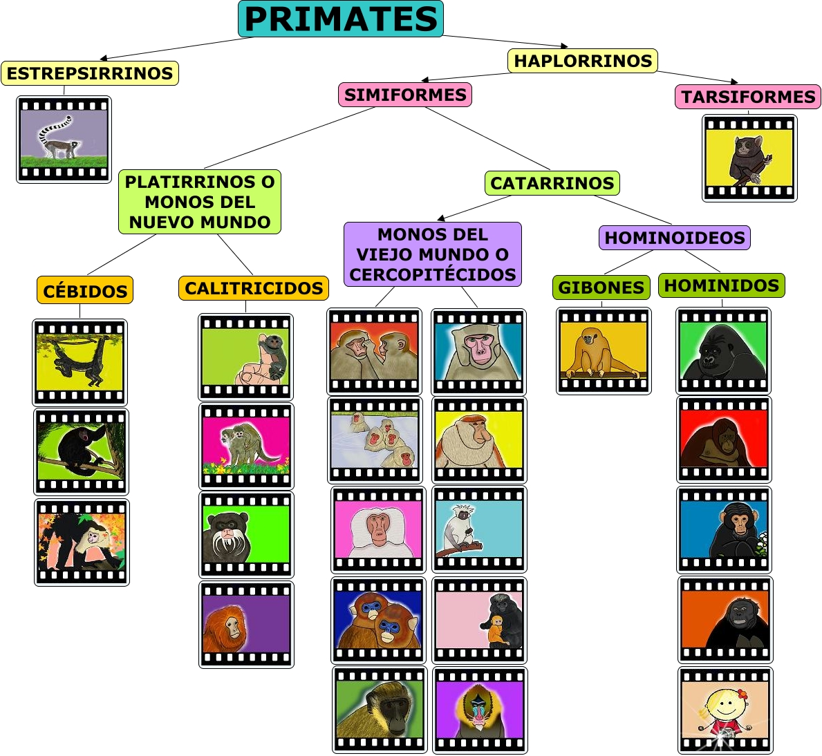 Clasificacion taxonomica primates