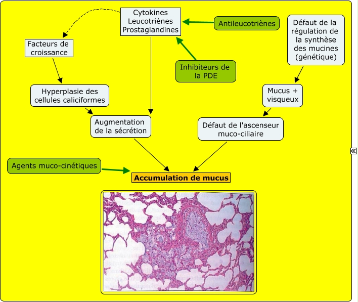 Traitement mucus