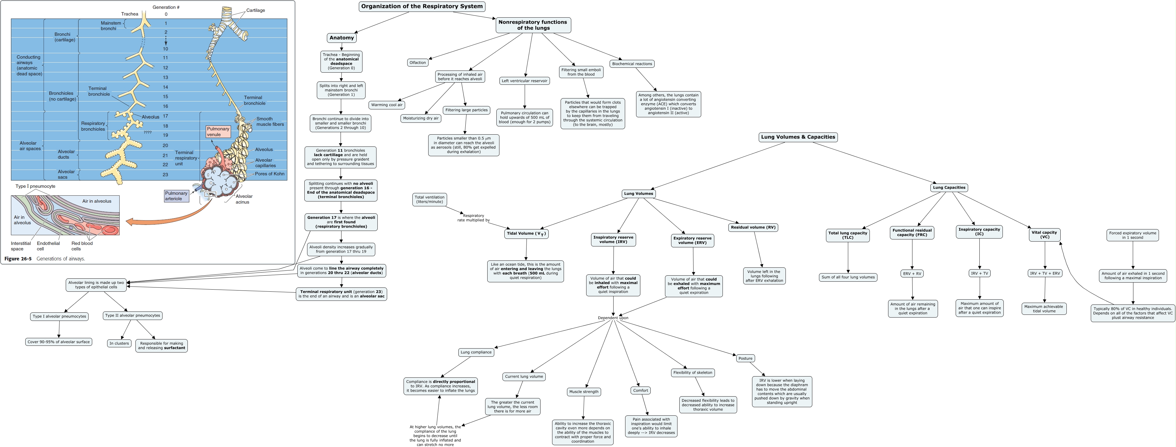 Boron Chapter 26 - Organization of the Respiratory System