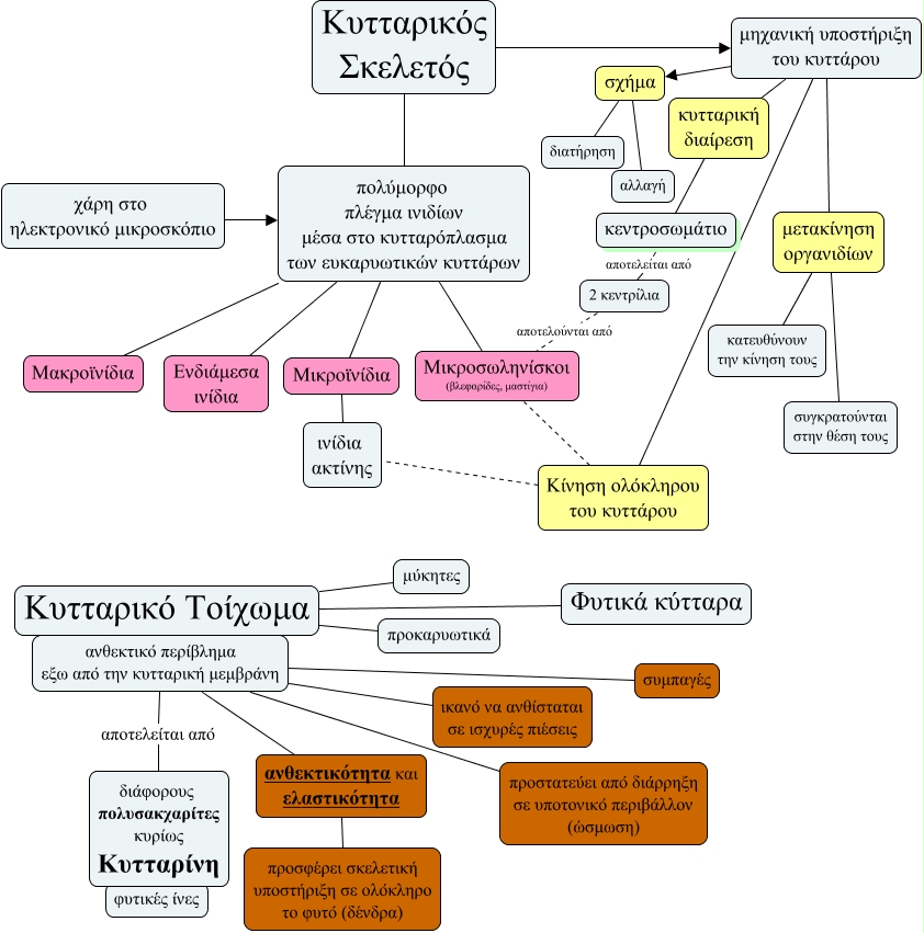 Kyttaroskeletos-kyttariko_toixoma