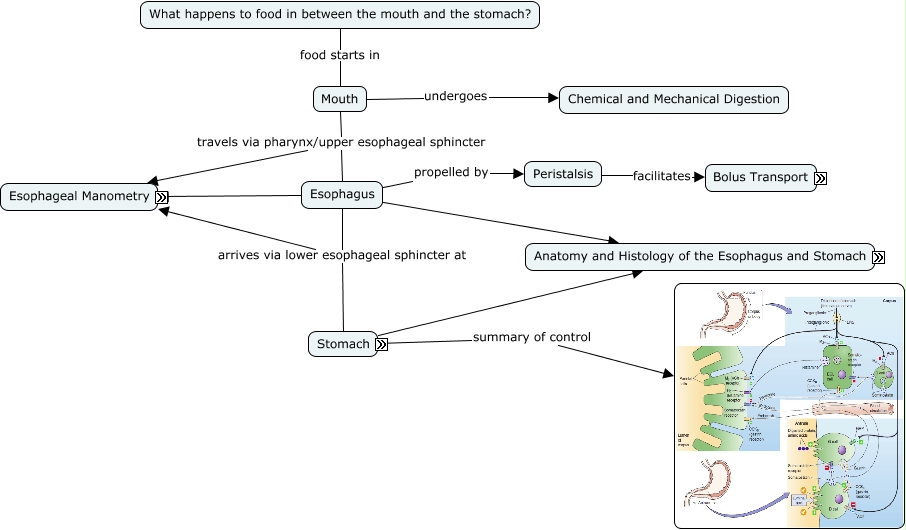 GI Wk 3 Esophagus and Stomach