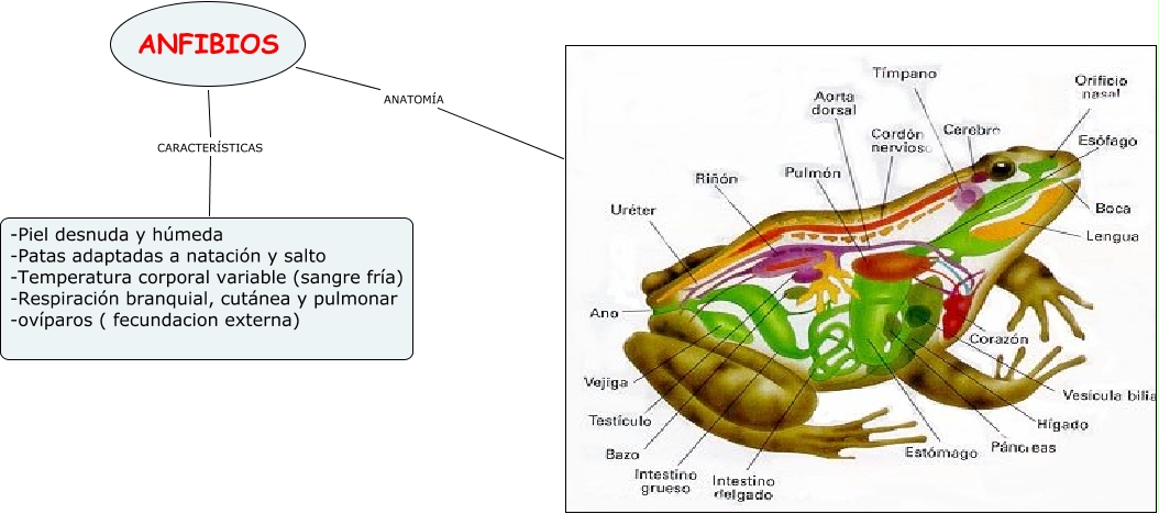 ANFIBIOS CARACT