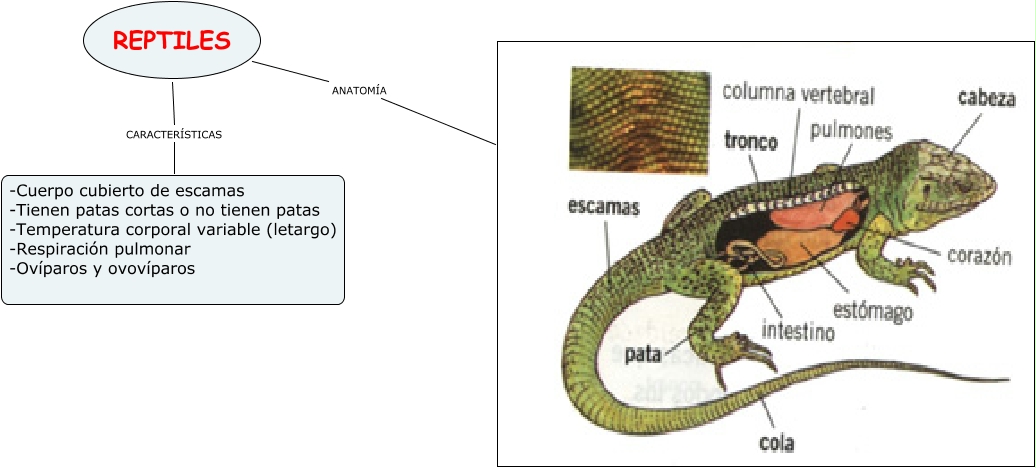 REPTILES CARACT