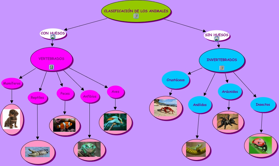 CLASIFICACIÓN DE LOS ANIMALES