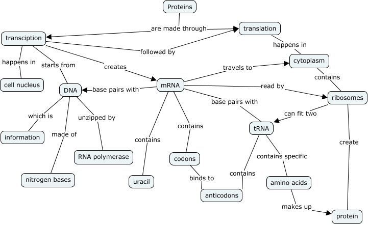 Protein Synthesis - How are new proteins made?