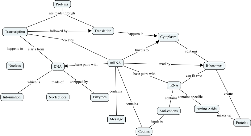 Protein Synthesis