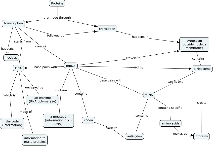Protein Synthesis