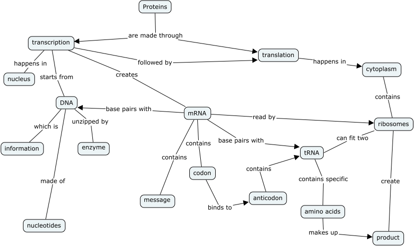 Protein Synthesis Concept Map 2