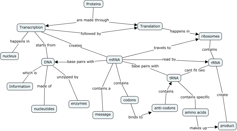 Protein Synthesis