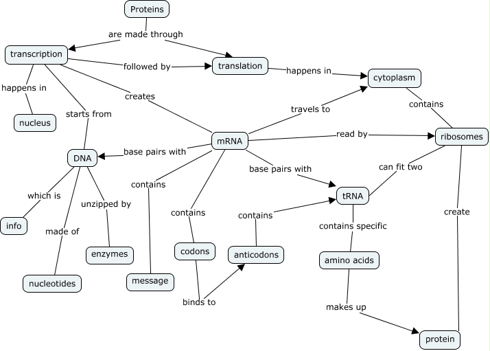 Protein Synthesis - How does protein synthesis work?