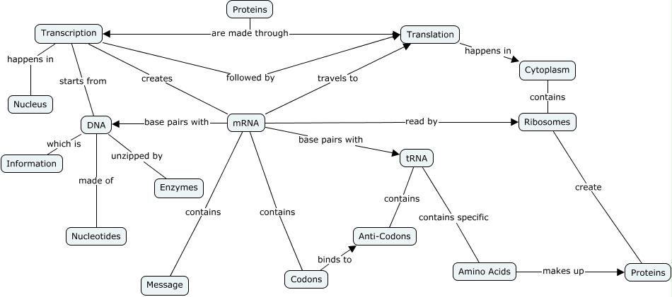 Protein Synthesis - How Are Proteins Made?