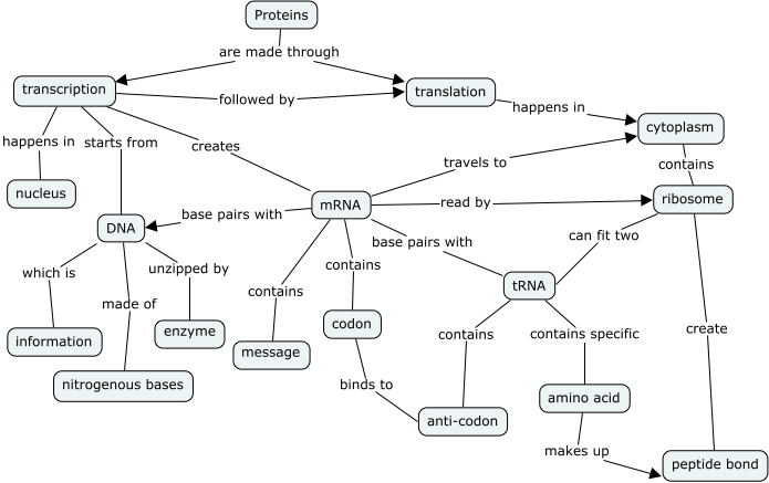 Protein Synthesis - What is protein synthesis?