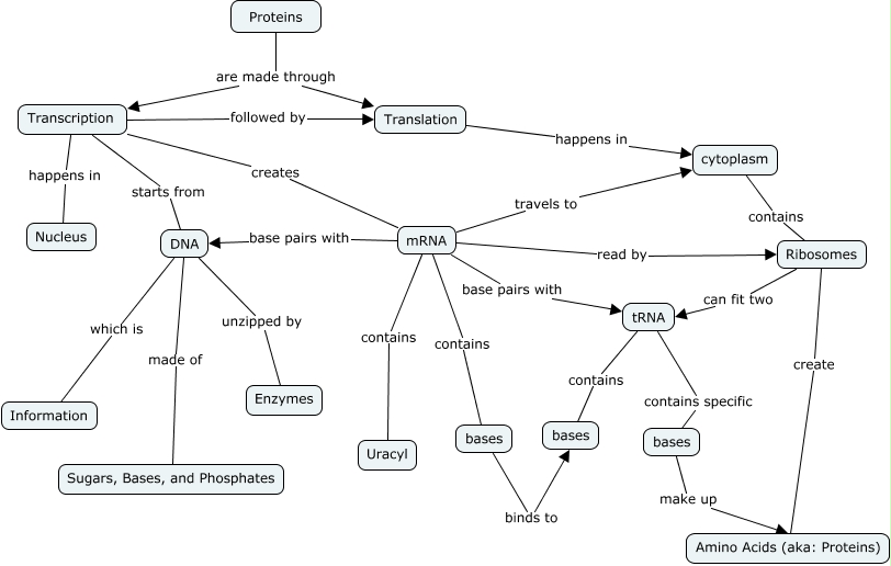 Protein Synthesis