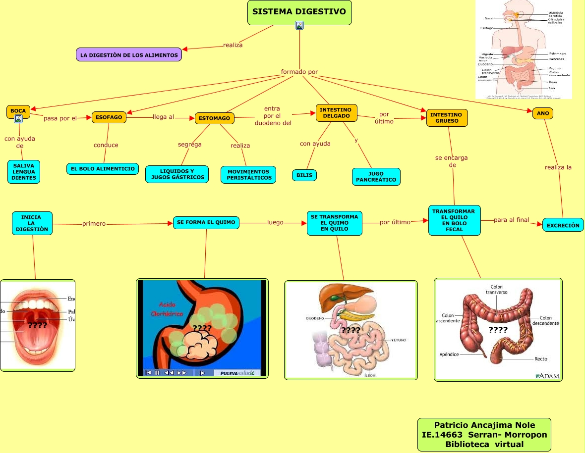 sistemas digestivos - ¿como esta formado el sistema digestivo?