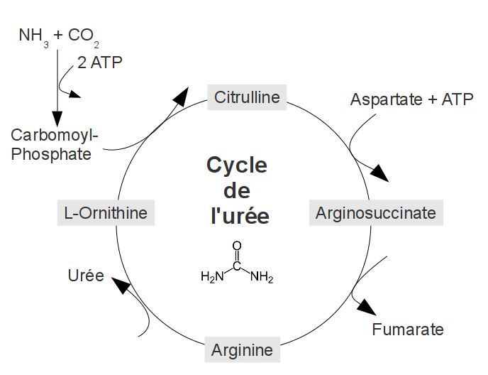 Metabolisme azoté 5
