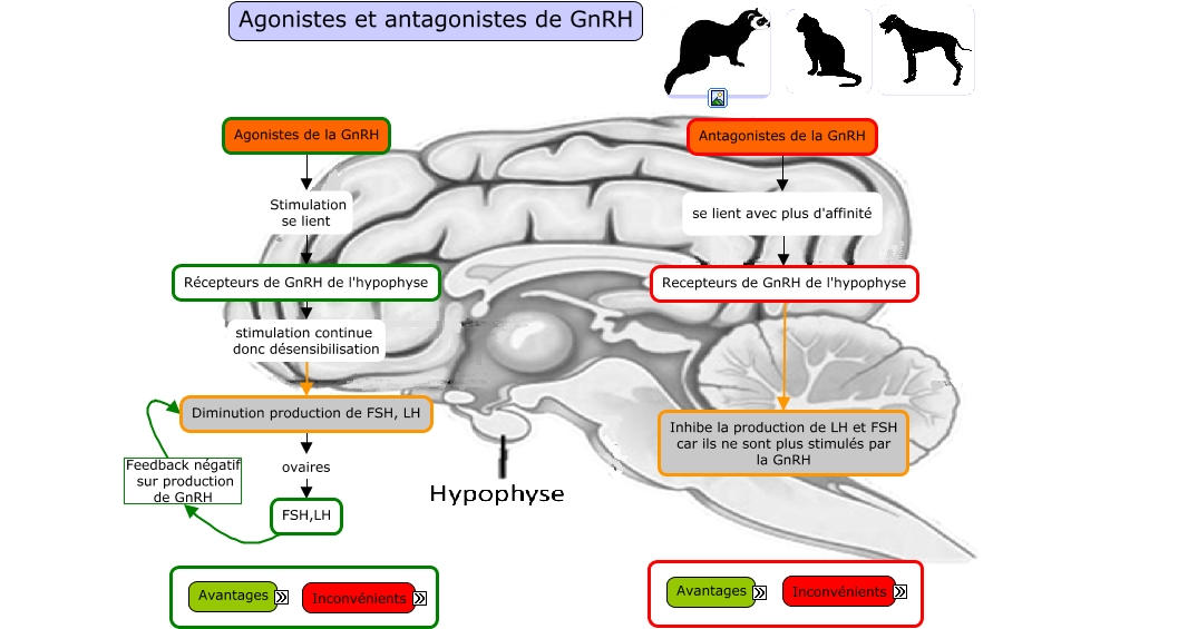Agonistes et antagonistes GnRH