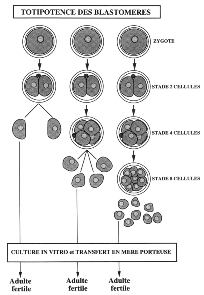 Reproduction assistée 13 finale