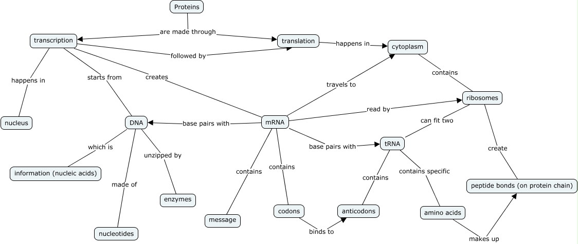 Protein Synthesis - How does protein synthesis work?