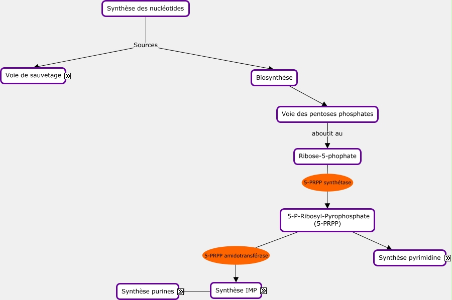 synthèse acide nucléique