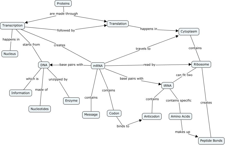 Protein Synthesis Cmap