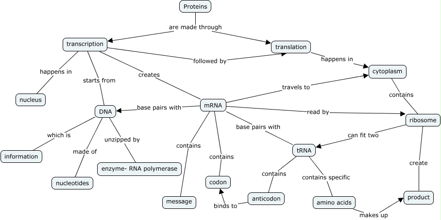 Protein Synthesis