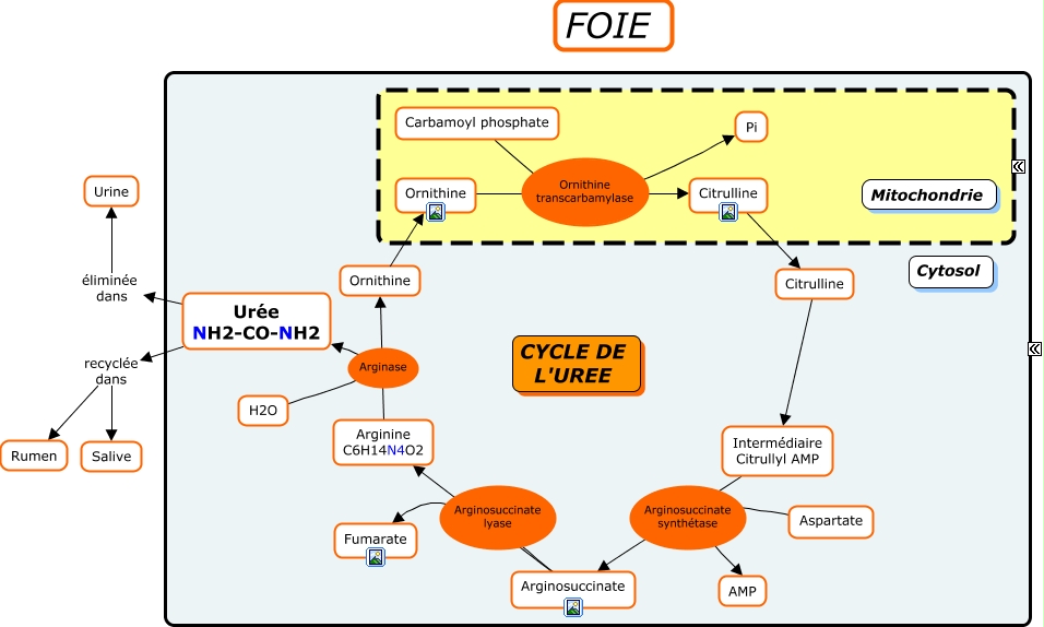 Cycle de l'urée bon