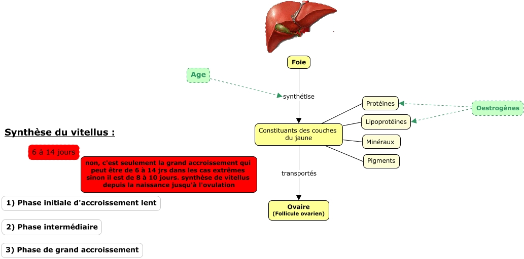 synthèse vitellus