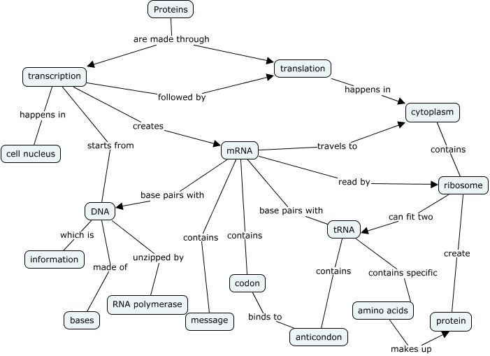 Proteins Synthesis - How are proteins made?