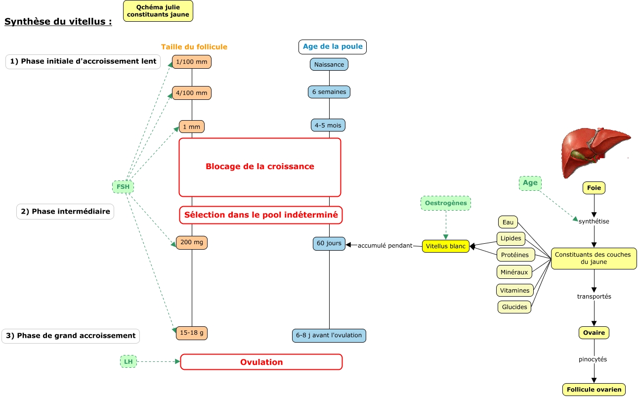 synthèse vitellus final