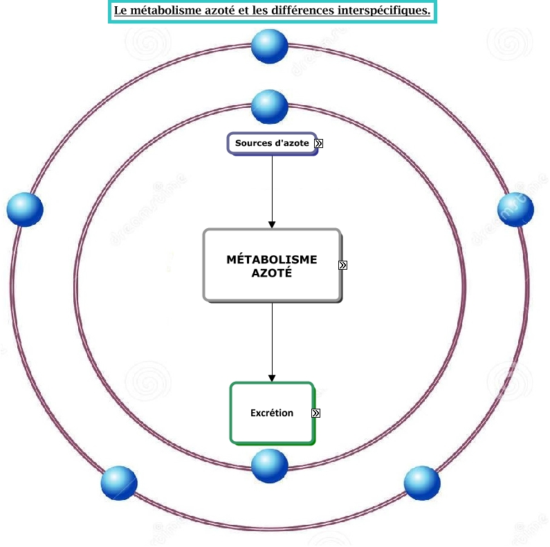 Métabolisme azoté nouveau 10