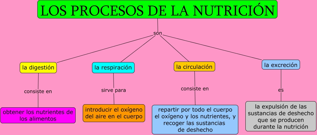 Los procesos de la nutrición