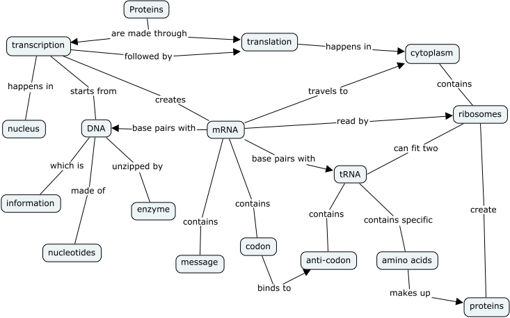 Protein Synthesis CMAP