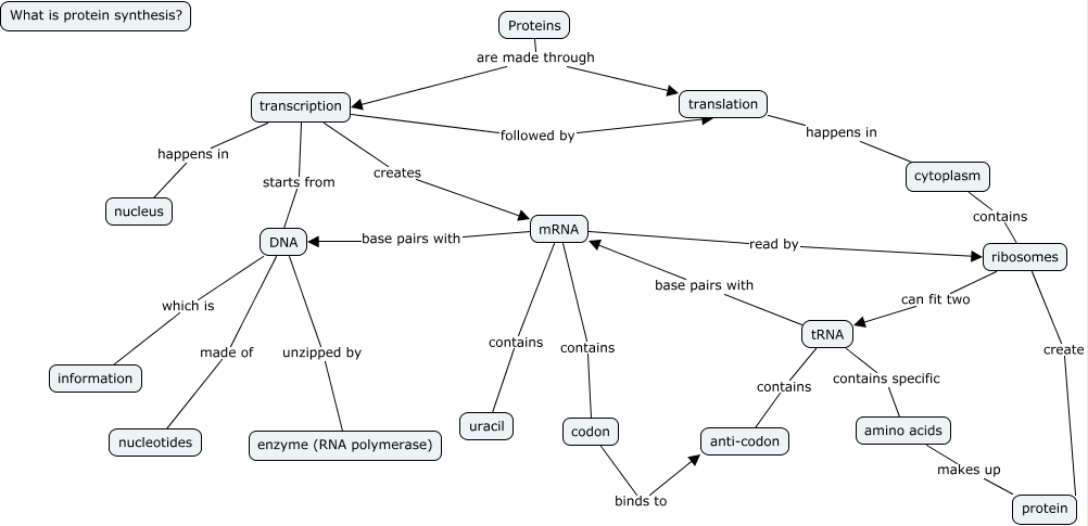 Protein Synthesis Cmap - What is protein synthesis?