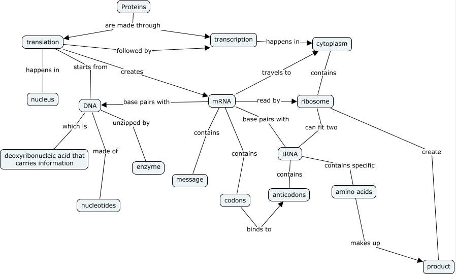 protein synthesis