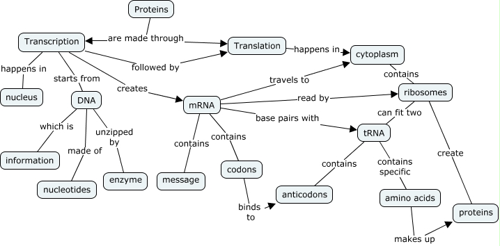 Protein Syntehesis